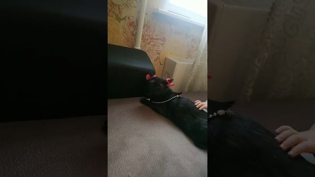 Новогодняя ёлка из кошки ))).mp4