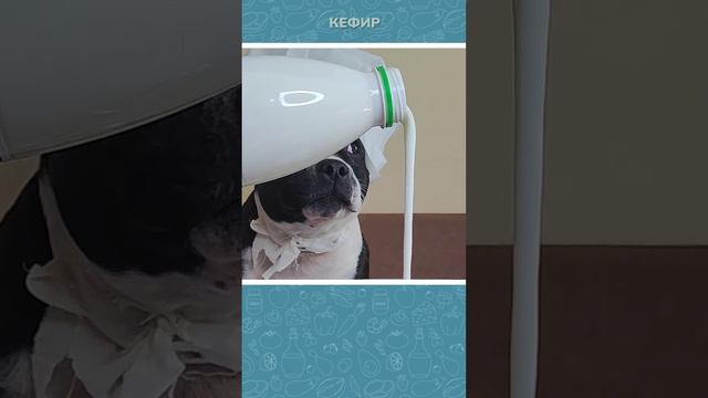 Кефир с печеньем! Оценка от стаффи 🍽️ #стаффи #повар #рецепт #кефир #собака #кухня #оценки #обзор