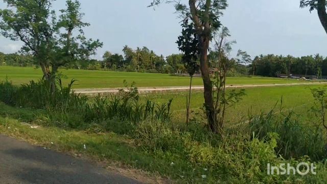 Рисовые поля, Джогджакарта