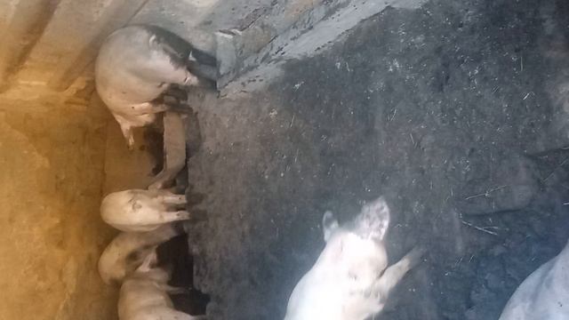 свини перерыли весь сарай