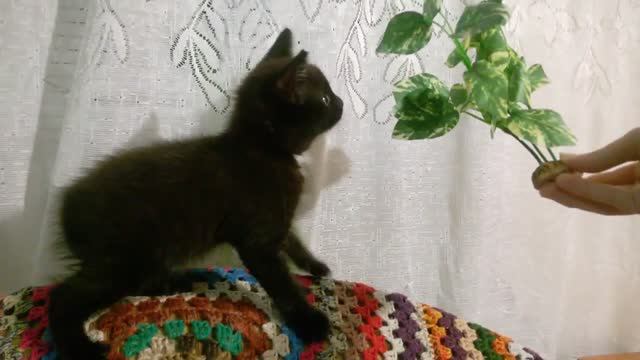 Бесхвостая кошечка Кимочка (Tailless cat)