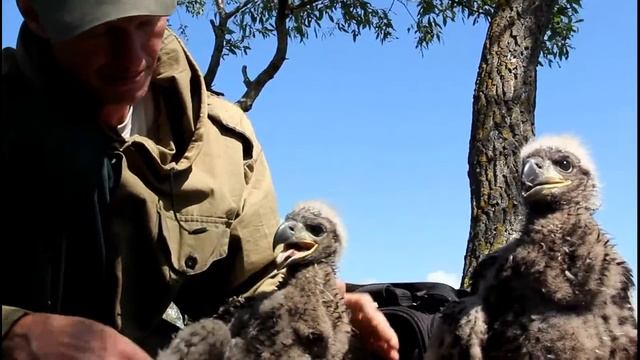 Кольцевание орлана-белохвоста Haliaeetus albicilla