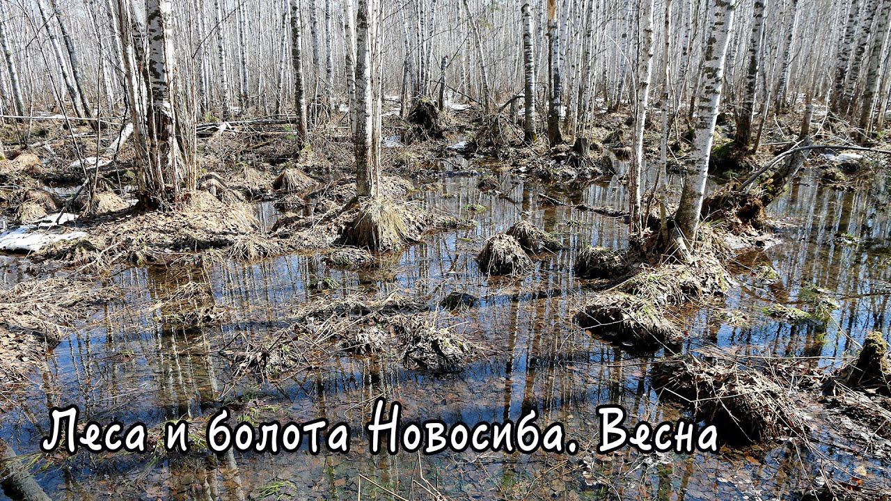 Леса и болота Новосиба. Весна