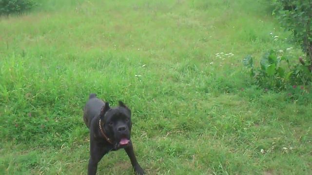 прогулка с кане-корсо