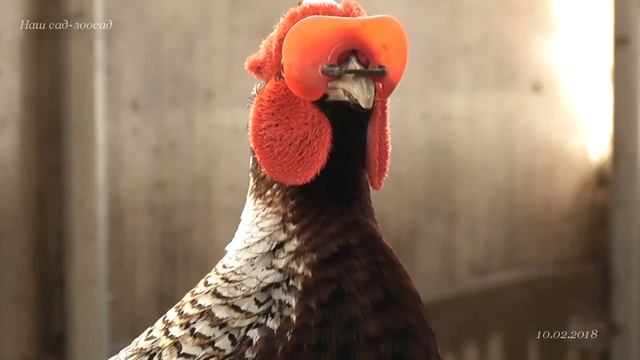 Гибрид серебреного фазана и охотничьего. Hybrid (Lophura nycthemerus х Phasianus colchicus).mp4