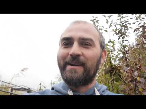 Свои грибы на участке