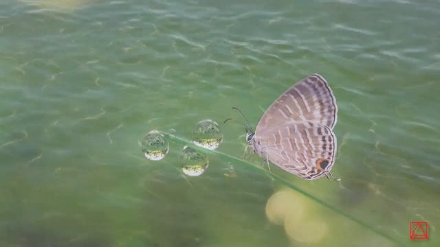 Макарий Великий Светлое первобытное состояние часть 2.mp4