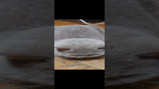 Кот буханится ?