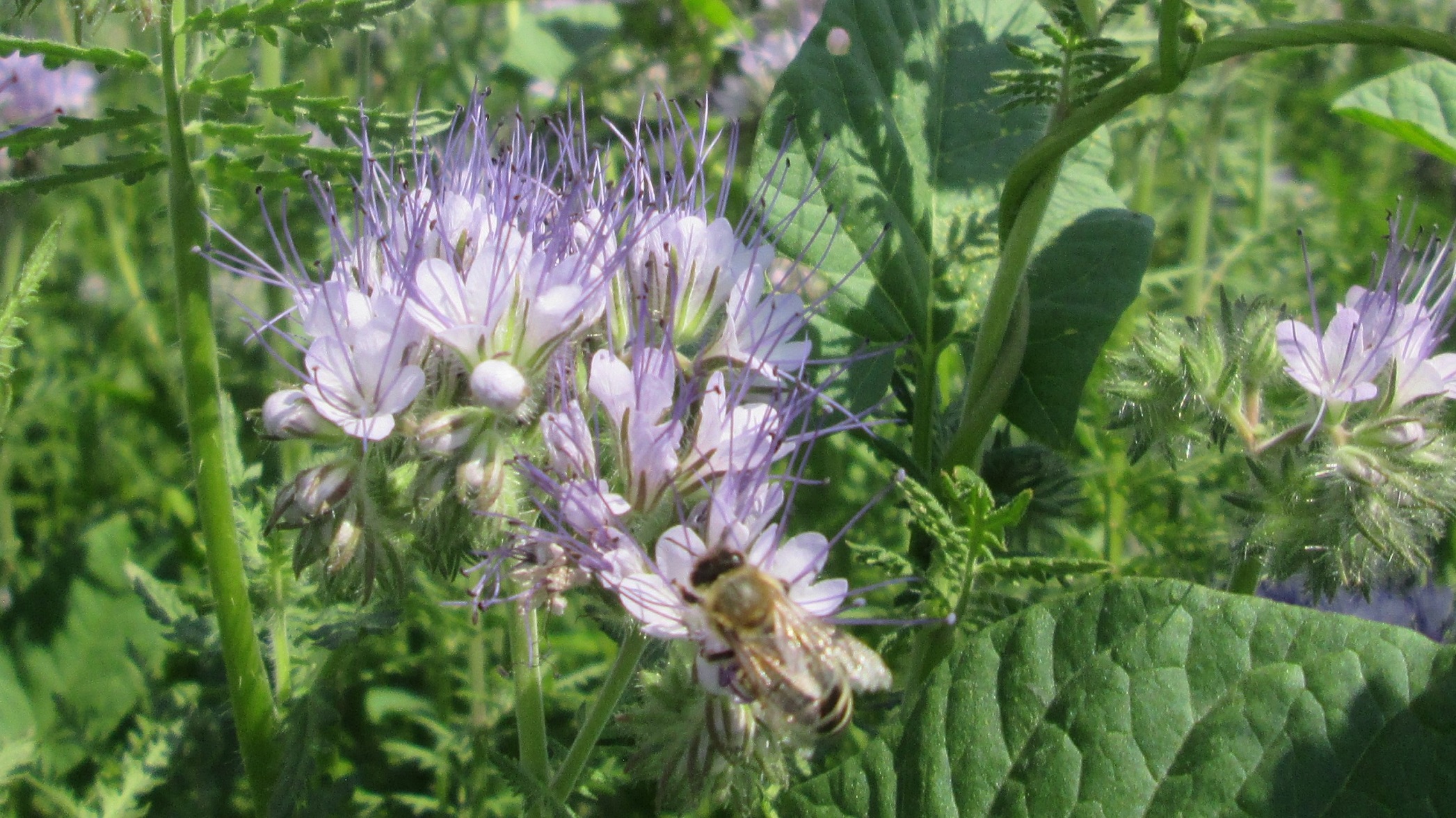 Фацелия как медонос