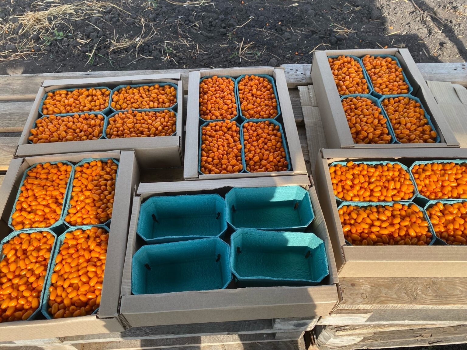 Замучились собирать ОБЛЕПИХУ - 10 быстрых способов сбора