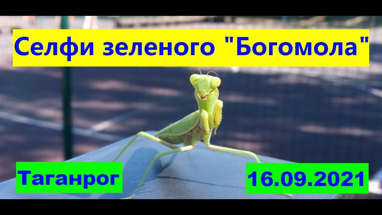 Селфи зеленого "Богомола" на спортплощадке в 2021. Selfie of green "Praying mantis".