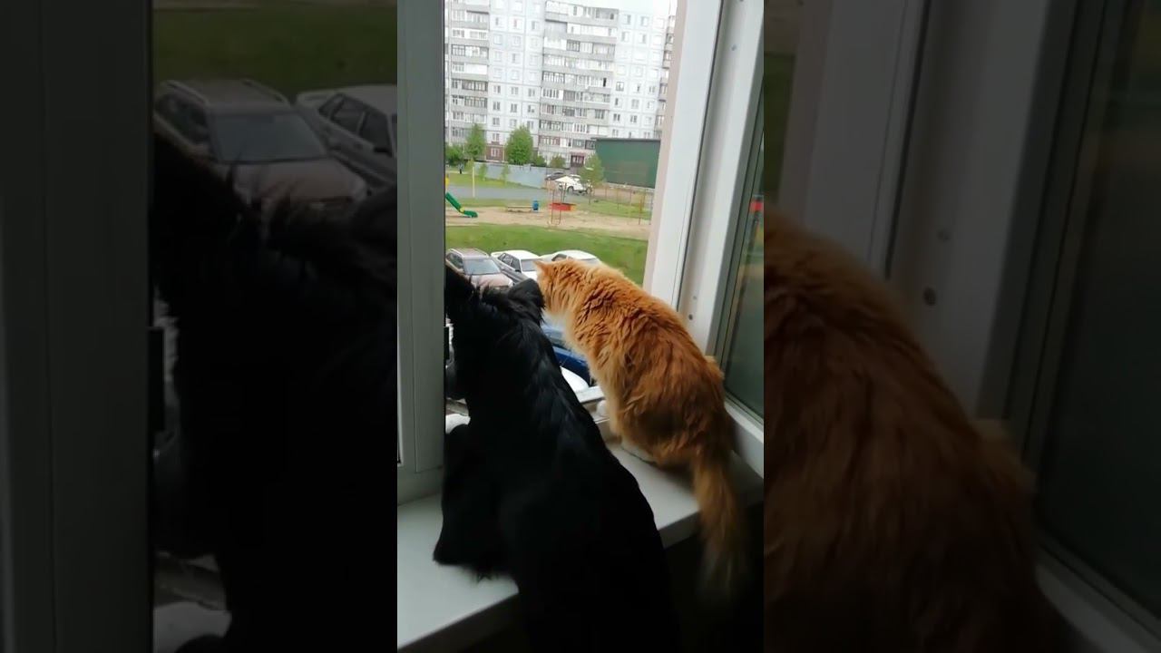 Видели такие дуэты в окнах?😺🐶😍