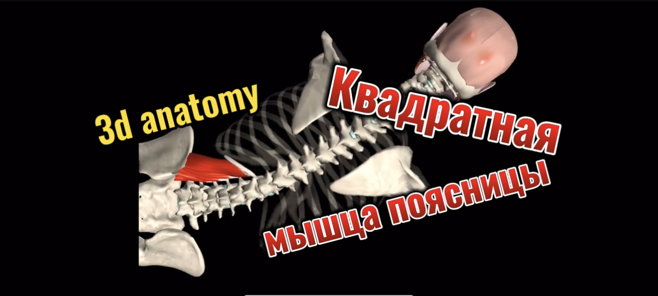 3d anatomy. Квадратная мышца поясницы.