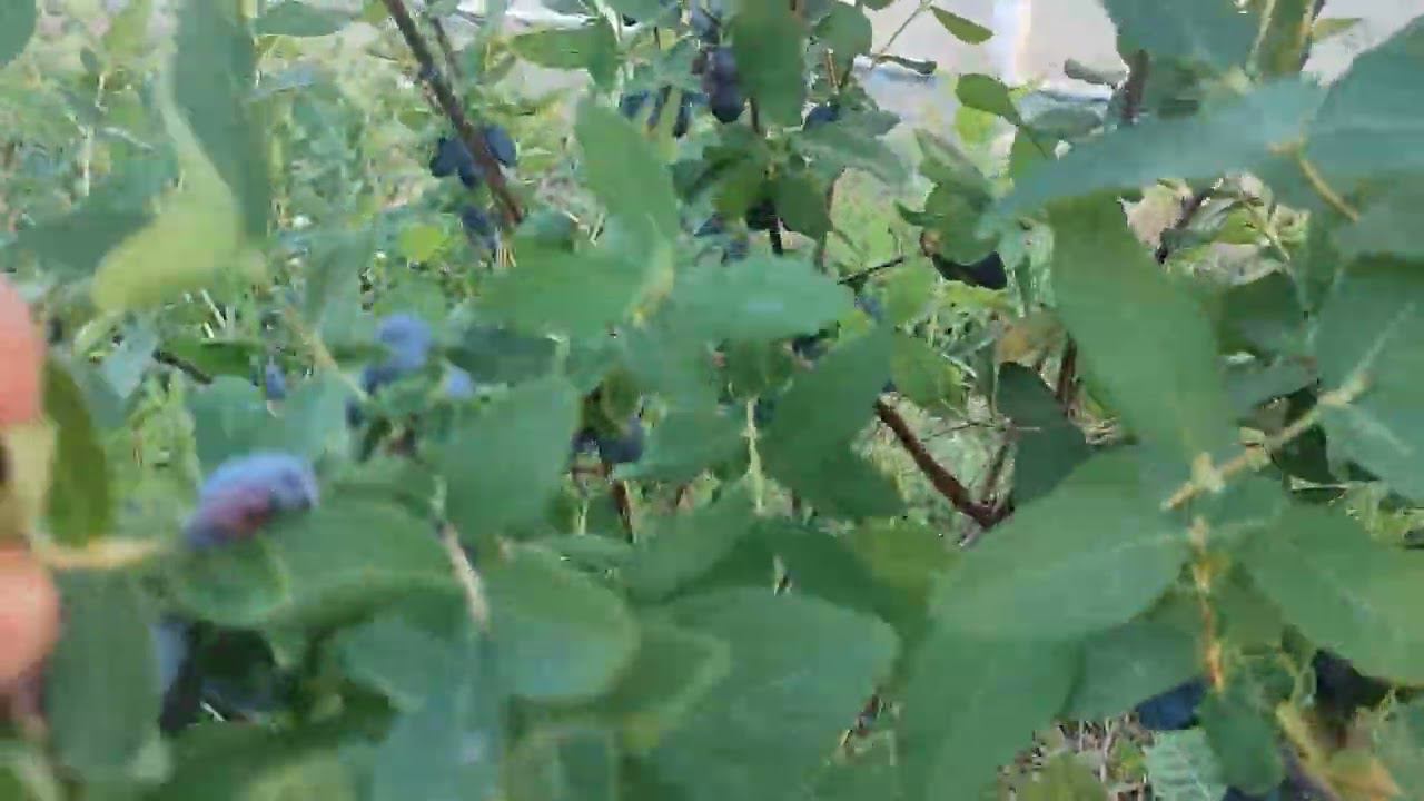 Урожай жимолости Сердце гиганта и Голубое сокровище после -5 в мае