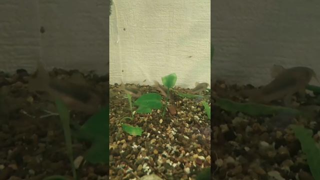 Сом Коридорас