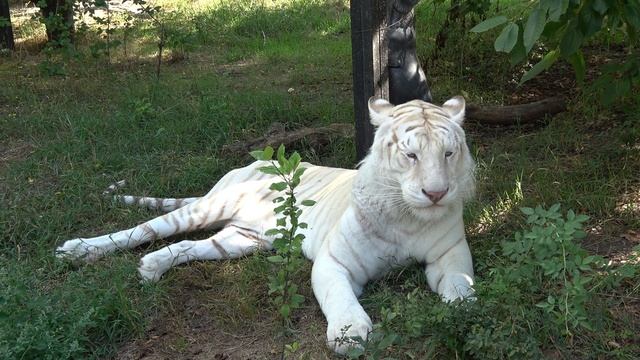 Крым. Фильм 2 Парк львов Тайган.mp4