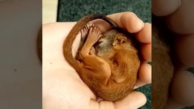 Бельчонок попробуем спасти.mp4