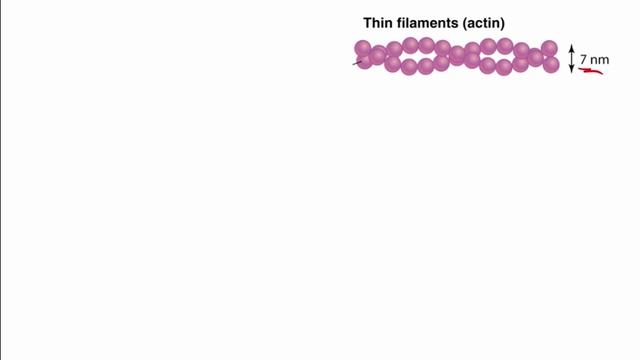 USMLE RX - 1.Биохимия - 1.Клеточная - 6.Элементы цитоскелета