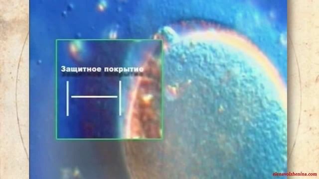 СимптоТермальный Метод Распознавания Плодности (СТМРП, СТ-метод) - Урок3-1 Часть2