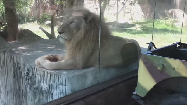 Зоопарк Кхао Кхео в Паттайе (Khao Kheow Open Zoo).mp4