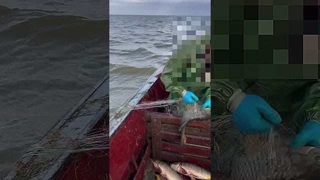 Сизон на Каспии Промысловые Рыбаки Дагестана