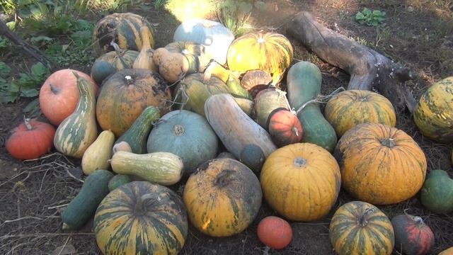 Урожай тыкв. Какой сорт лучше?