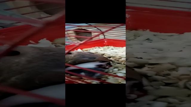 В тесноте, да не в обиде. Кучка хомяков