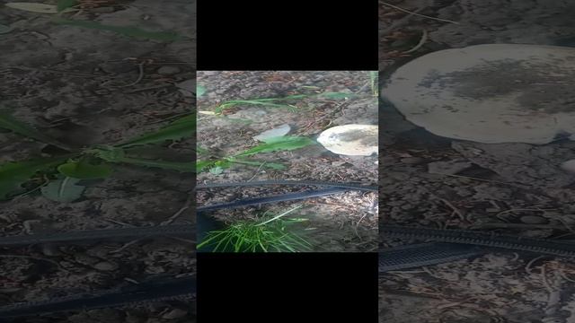 ❗Надо отправляться за шампиньонами🍄 16.05.2024 г. Курск❗ #funny #shortsvideo #shorts #short #грибы