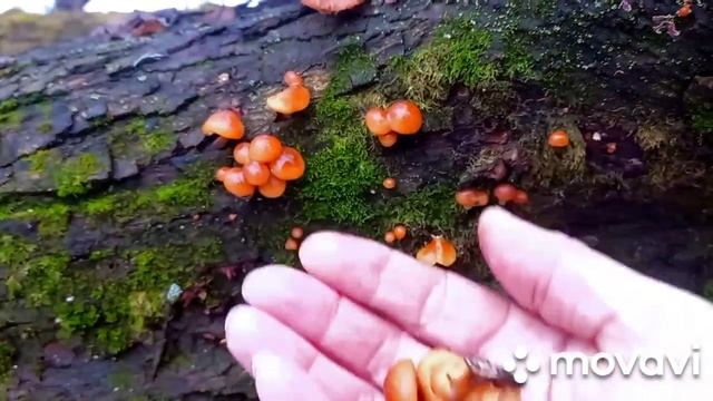 ❗СЕЗОН ФЛАММУЛИНЫ❗ЗАКРЫВАЮ ГРИБНОЙ СЕЗОН 2022 ГОДА - 25.12.2022 г.❗