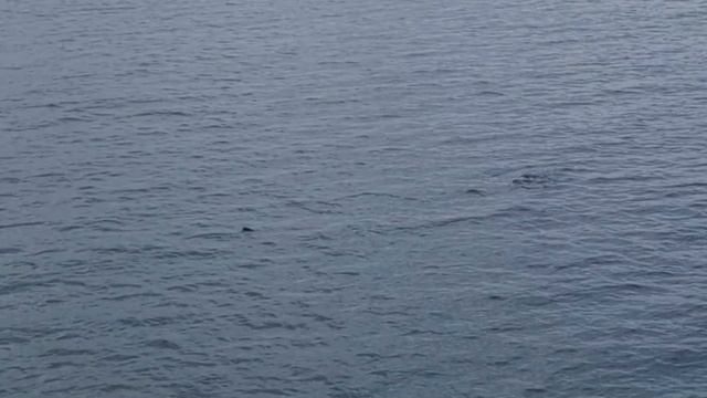 Малыши Косаток