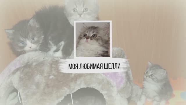 Моя любимая Шелли (Музыка Сергея Чекалина "Осенняя прогулка") (2023)