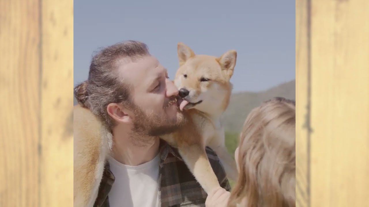 Собачьи будни