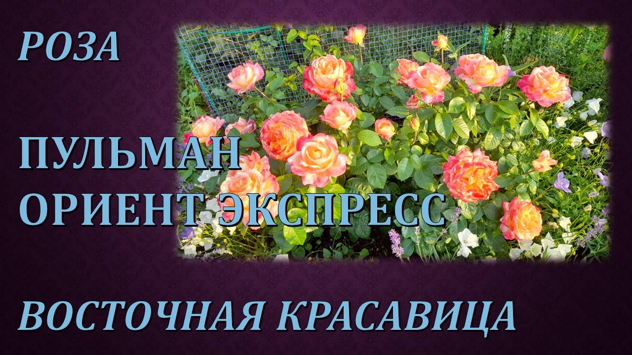 Роза Пульман Ориент Экспресс. Восточная красавица