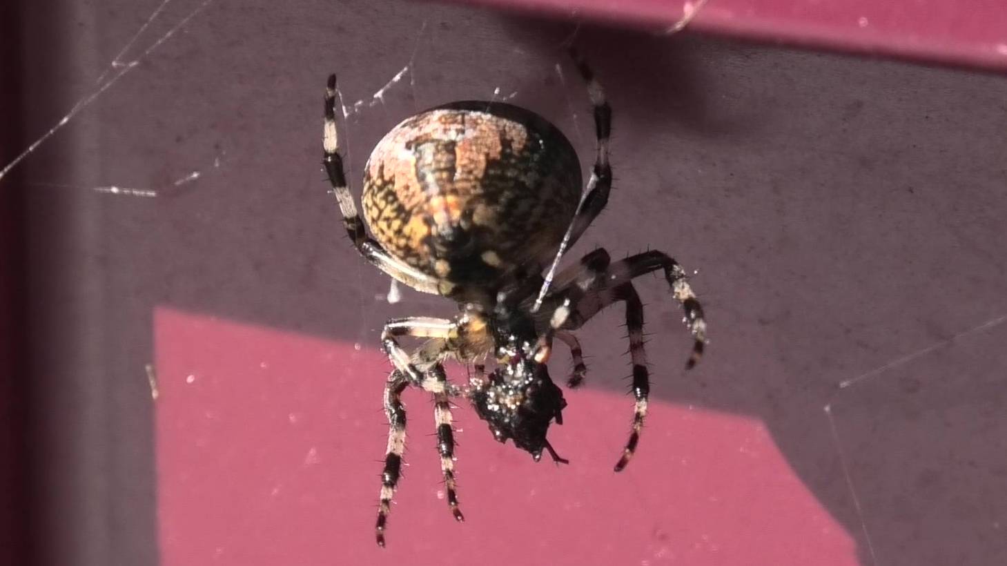 3-7 08 24г на даче.Тыквы. Про арбузы.