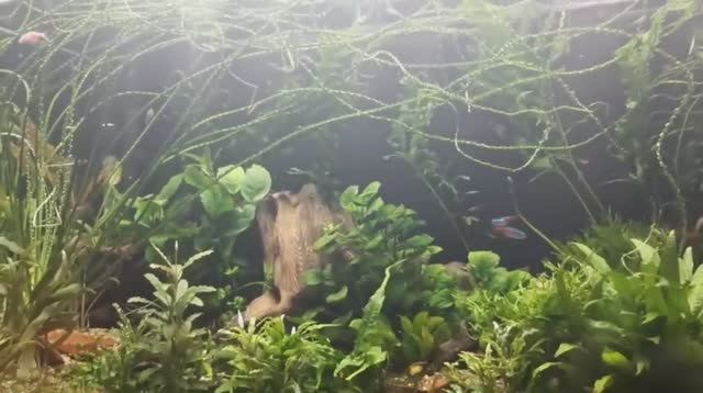 Аквариумная крышка со светом 20000 Лм!