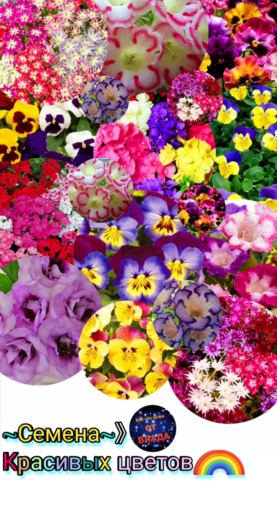 ~Семена~》Красивых цветов🌈