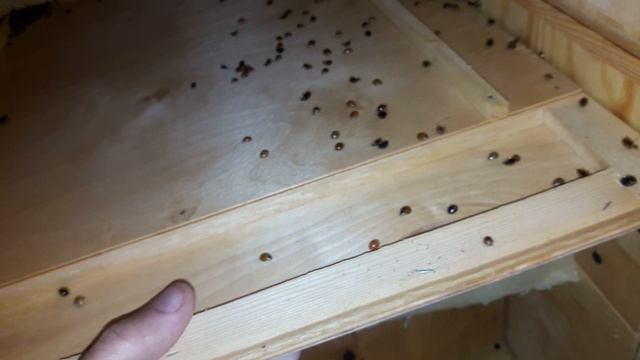 Божьи коровки зазимовали в пчелопавильоне