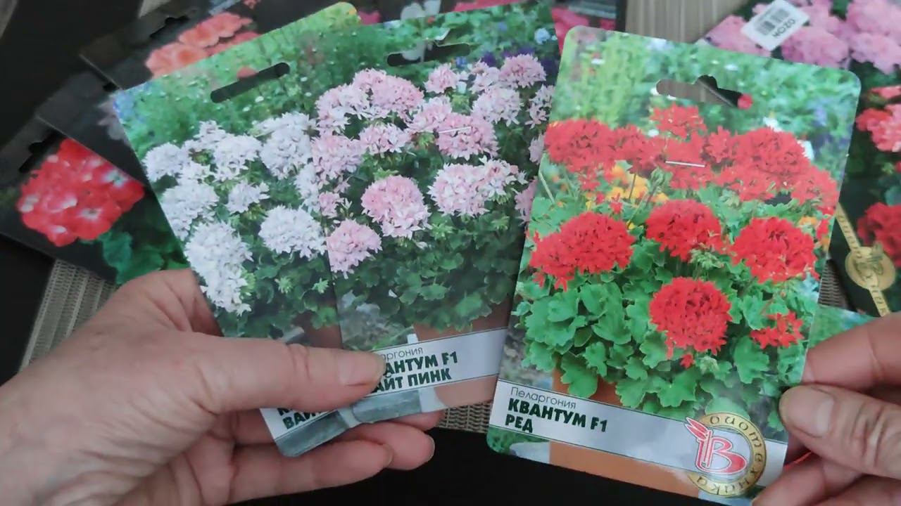 Обзор семян пеларгоний из Озона