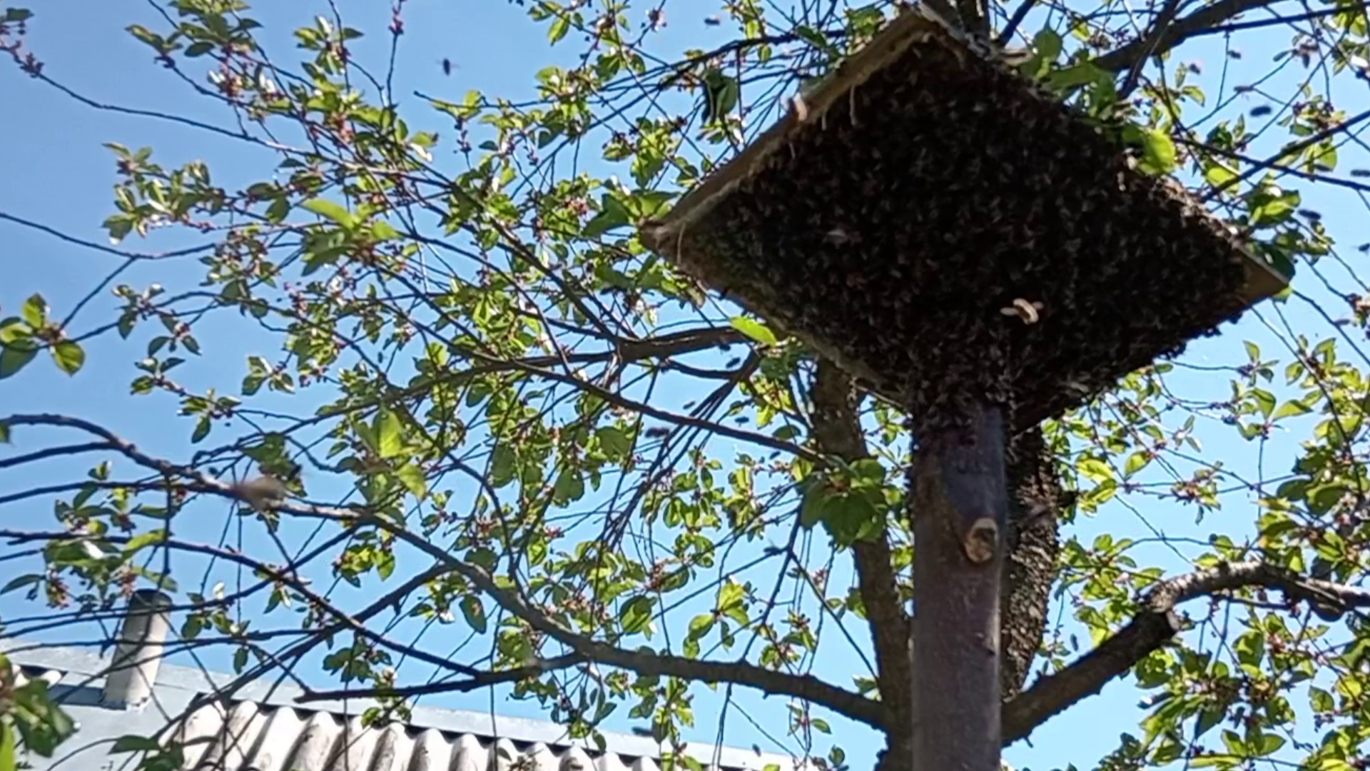 Первое роение на пасеке в 2024 году (20.05.2024 года)