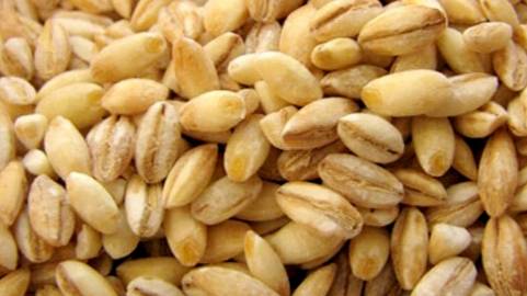 Как насадить на крючок перловку, картошку, бойлы и геркулес.