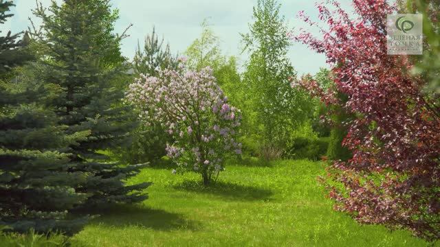 Цветущие деревья в ландшафтном дизайне коттеджного посёлка