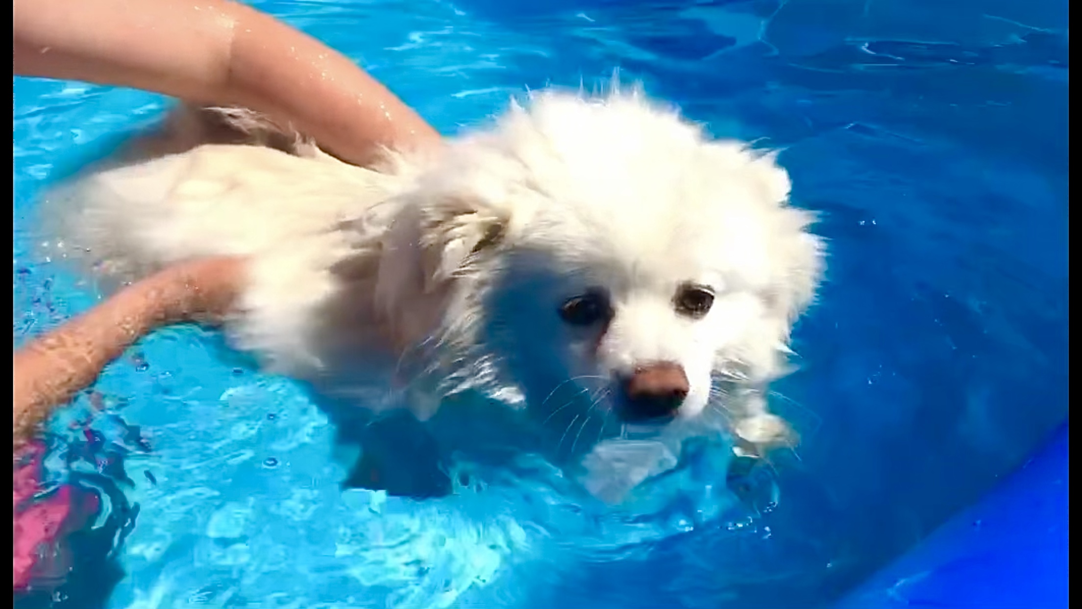 Как смешно научился плавать померанский шпиц Випчик и сам вытирается полотенцем
