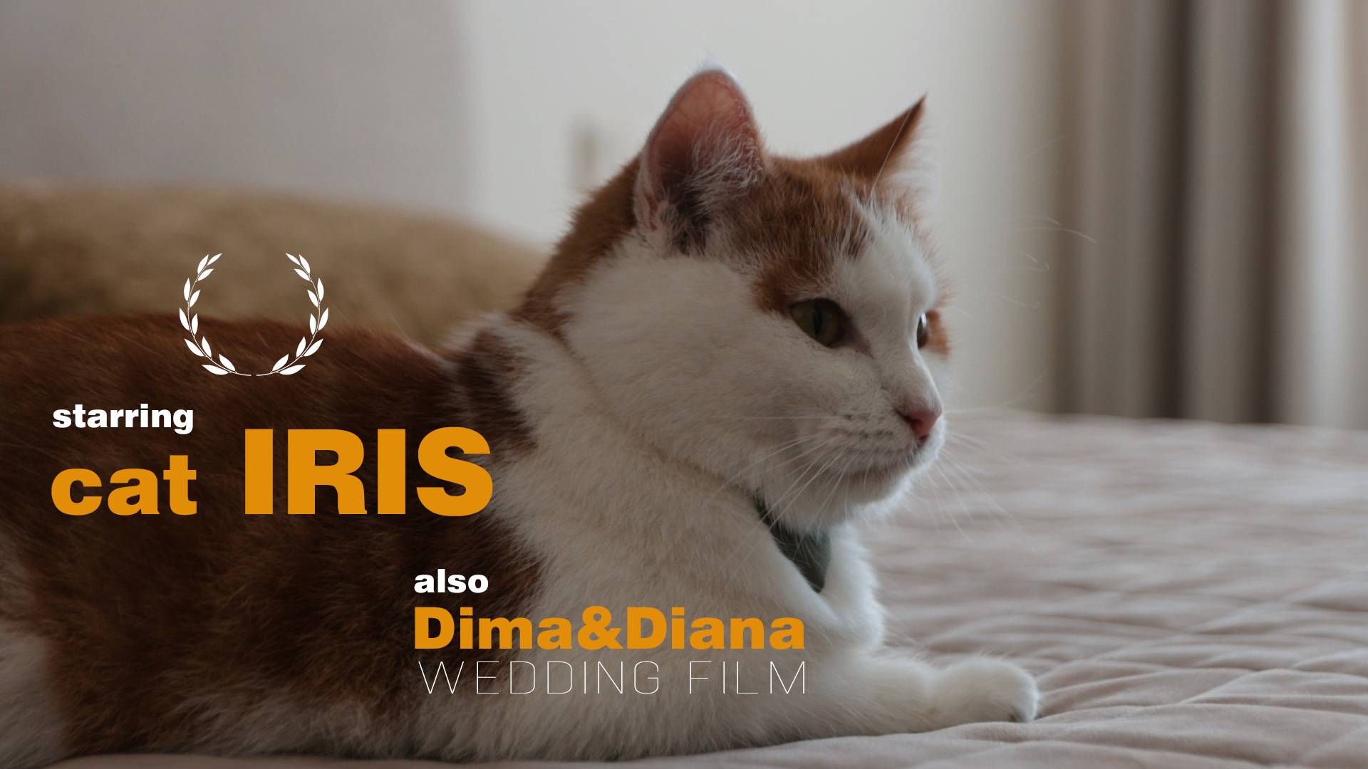 Свадьба с котом. Первый дворец, Event Loft. Свадебный фильм