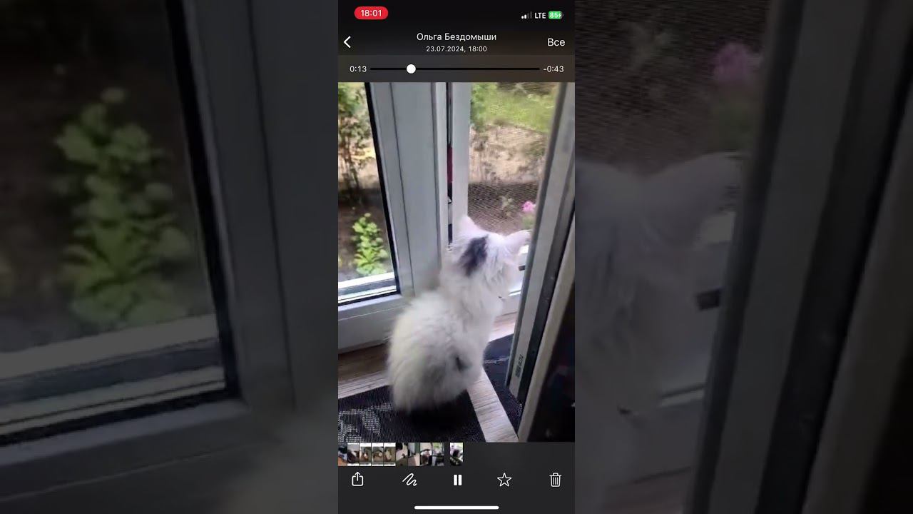 Помочь котятам: 2202200930527443