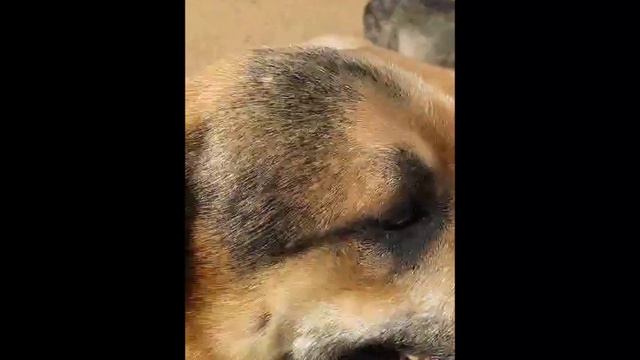 Наш волонтер иронизирует, а на самом деле все собаки в приюте одной и самой лучшей породы ДРУГ