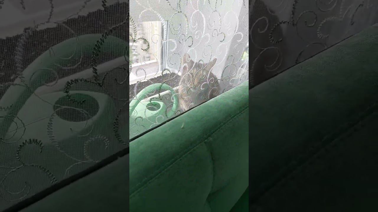 Кошка добралась до воды в лейке. Не поют же водой