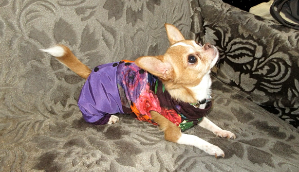 Новые штанишки для мини чихуахуа. Собачка вытаскивает лапки из штанин..mp4