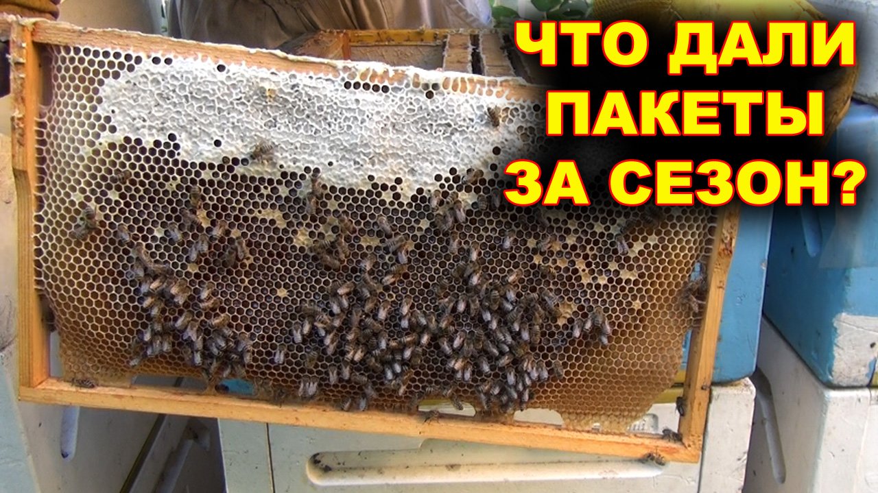 Что дали пчелопакеты за сезон? Начинаю готовить семьи в зиму.