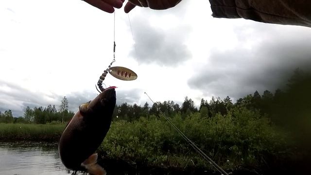 Клев щуки и окуня на микроречке
