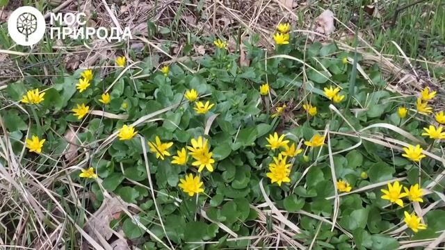 Виртуальная экскурсию 'Первоцветы”